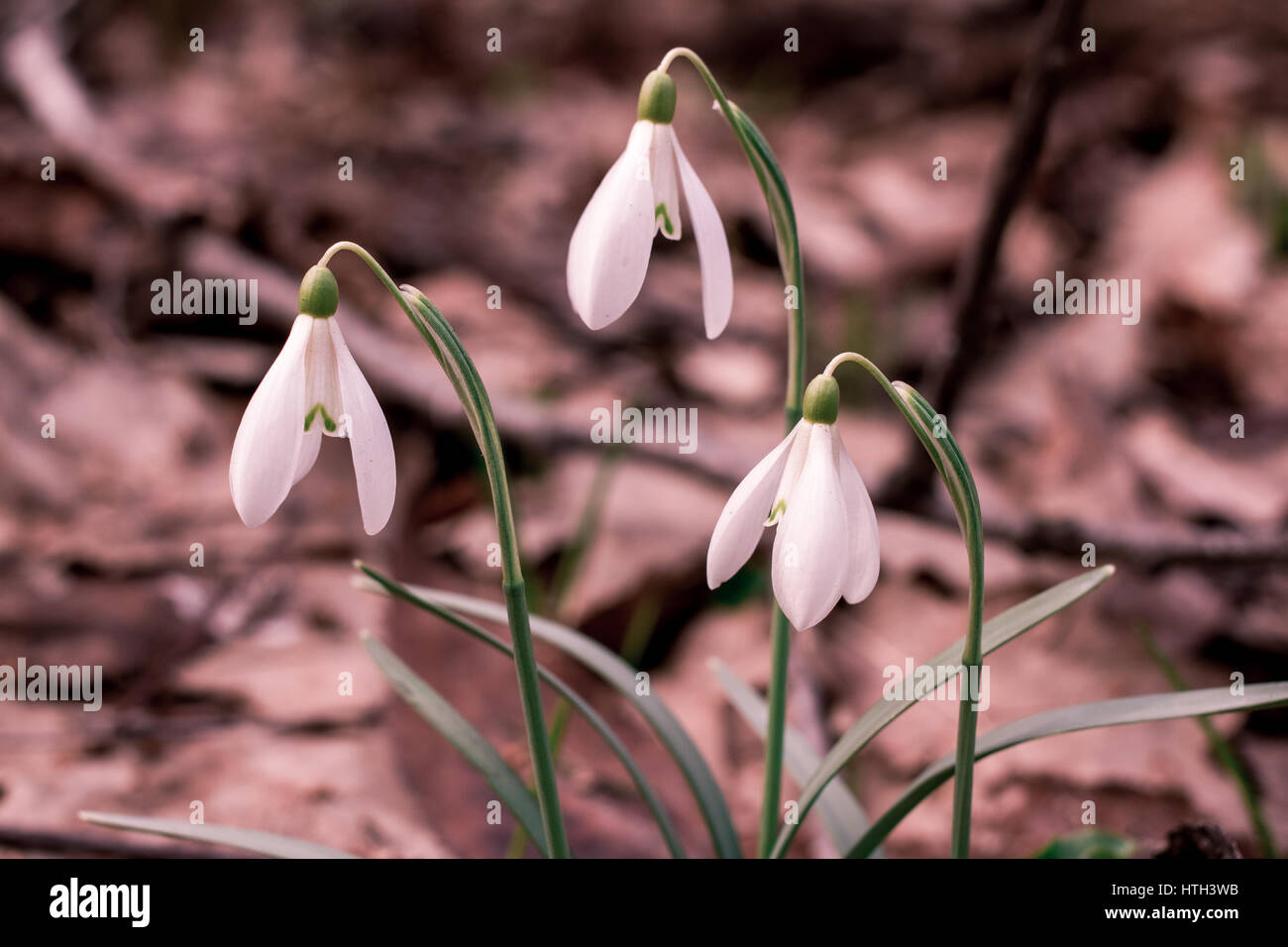 Vintage photo. Spring time, white spring flowers, snowdrops, snowflake ...