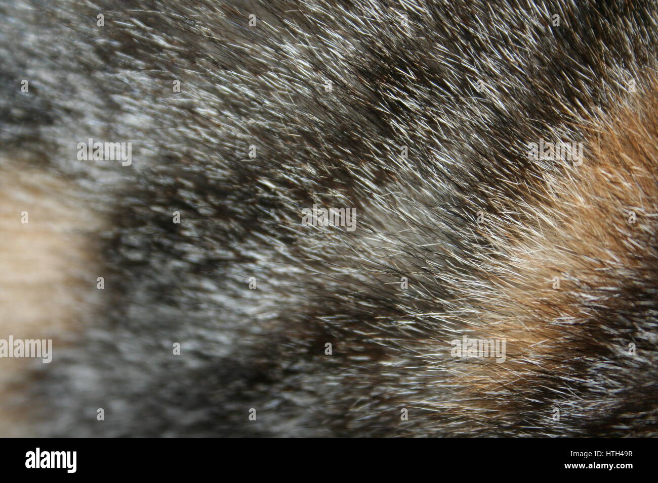 Close up of cat fur for texture or background Stock Photo - Alamy