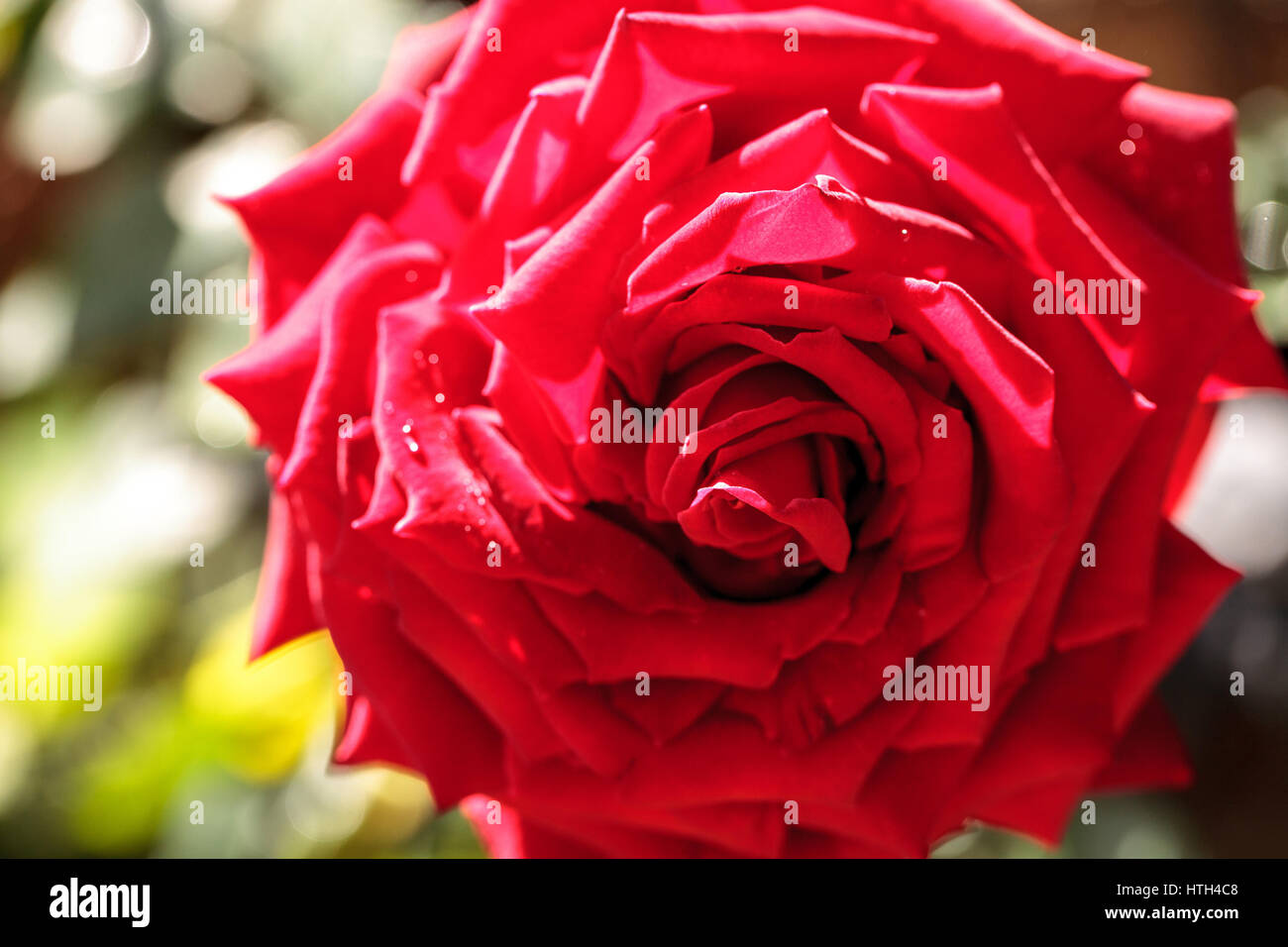 Curled petals hi-res stock photography and images - Alamy