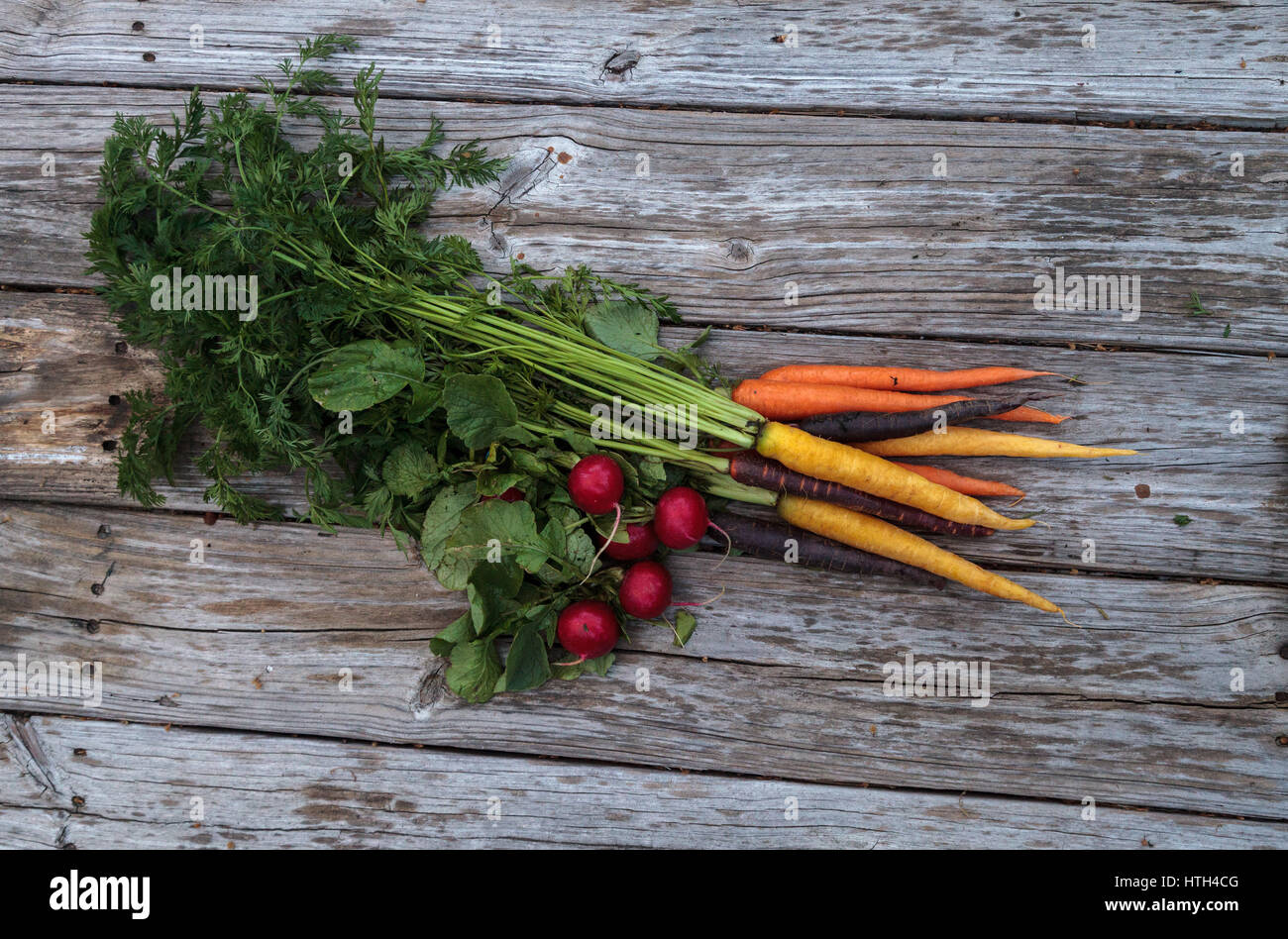 Organic red radishes and carrots in colors of yellow, purple and orange ...