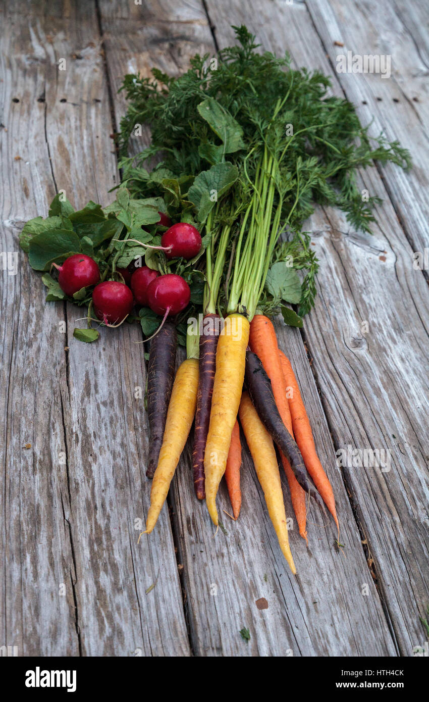 Organic red radishes and carrots in colors of yellow, purple and orange ...