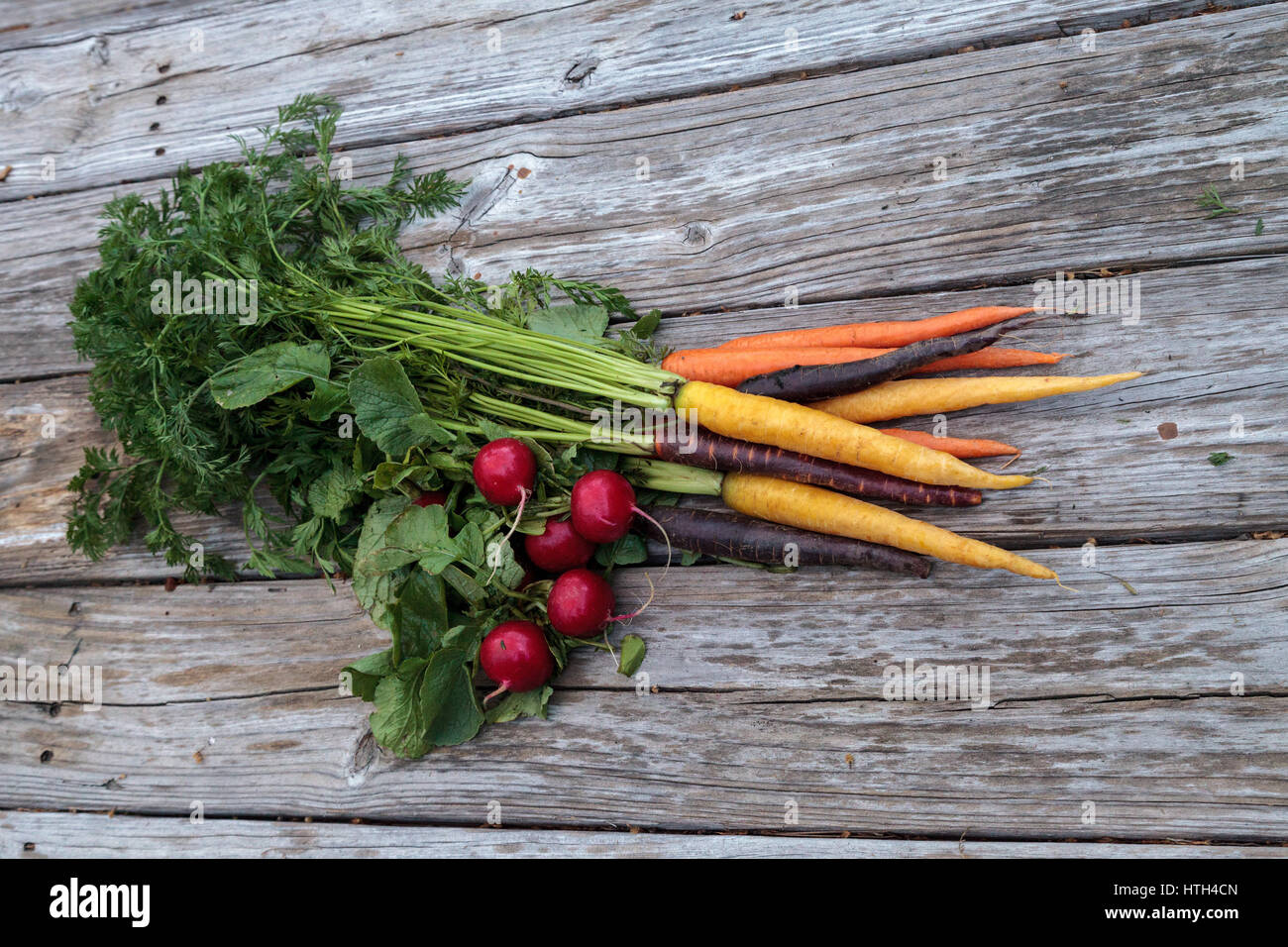 Organic red radishes and carrots in colors of yellow, purple and orange ...