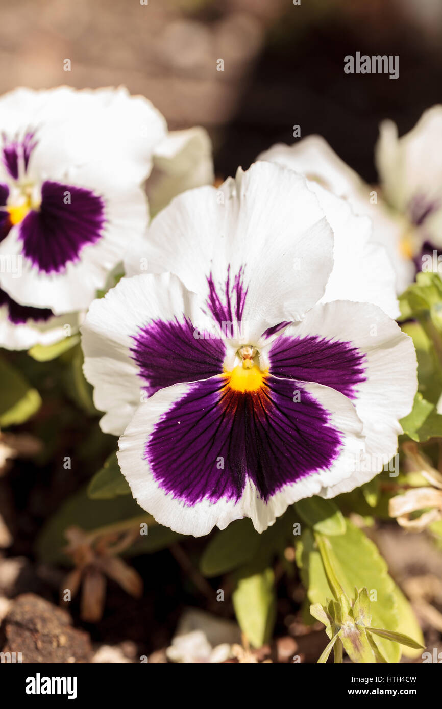 Colorful pansy flower known as Viola tricolor var. hortensis blooms in ...