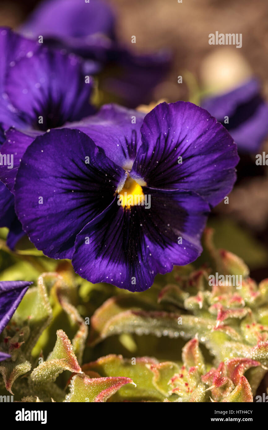 Colorful pansy flower known as Viola tricolor var. hortensis blooms in ...
