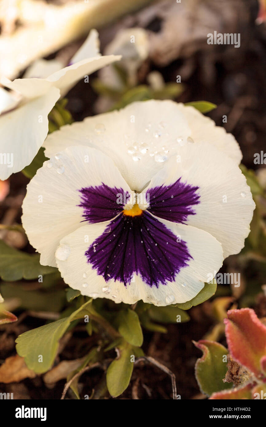 Colorful pansy flower known as Viola tricolor var. hortensis blooms in ...