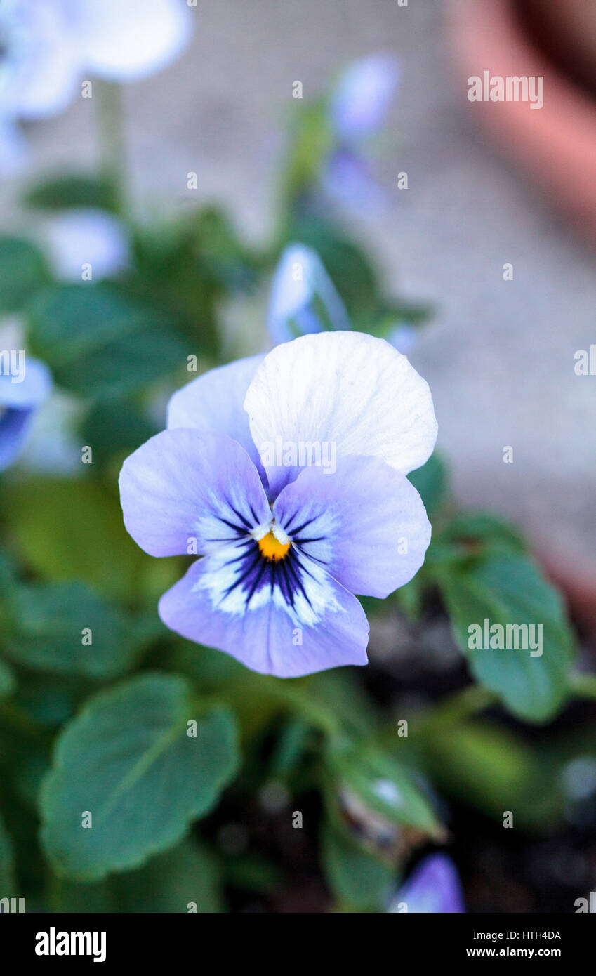 Colorful pansy flower known as Viola tricolor var. hortensis blooms in ...