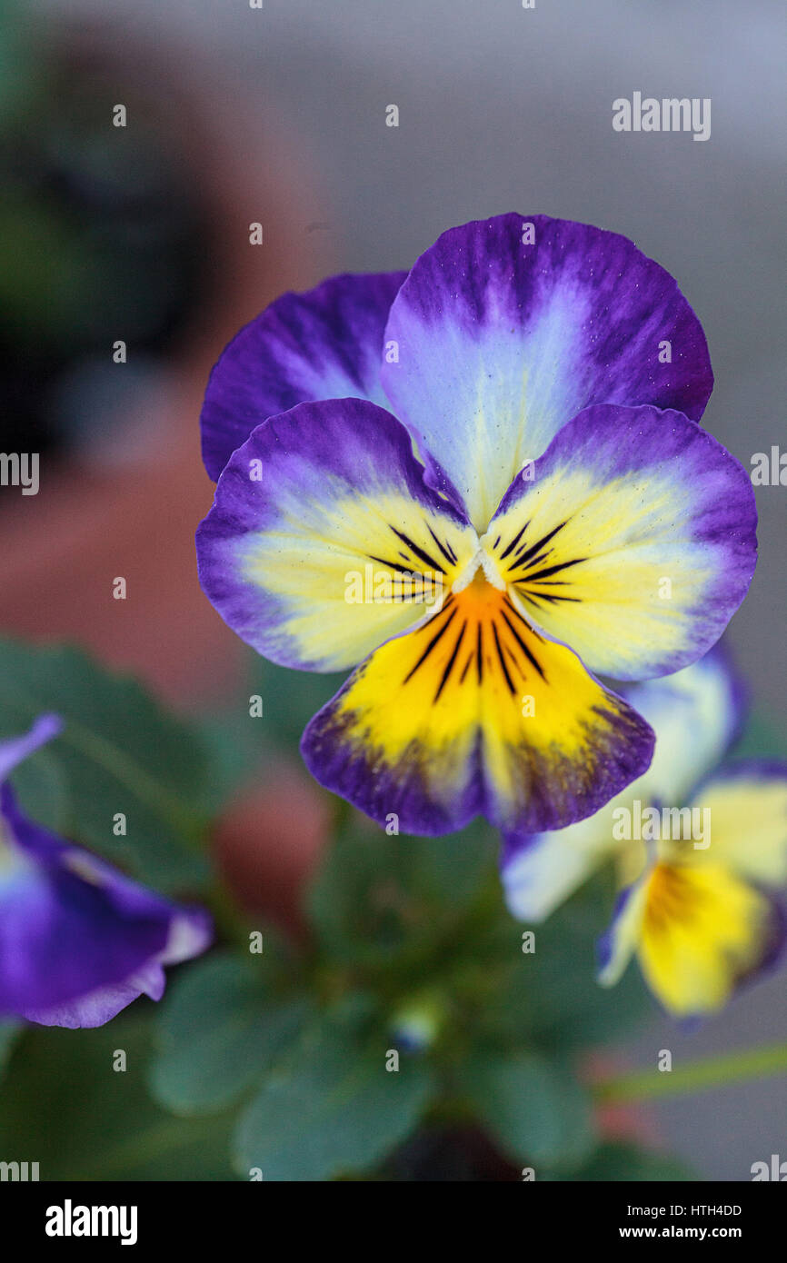 Colorful pansy flower known as Viola tricolor var. hortensis blooms in ...