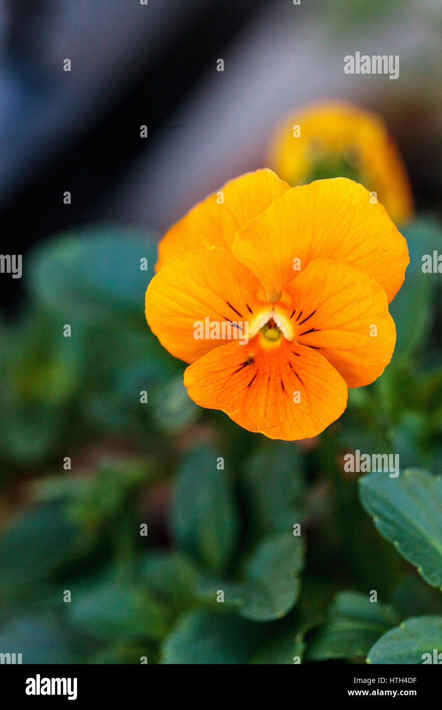 Colorful pansy flower known as Viola tricolor var. hortensis blooms in ...