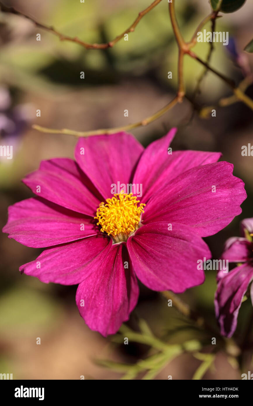 Cosmos daisy blooms in a botanical garden in spring Stock Photo - Alamy
