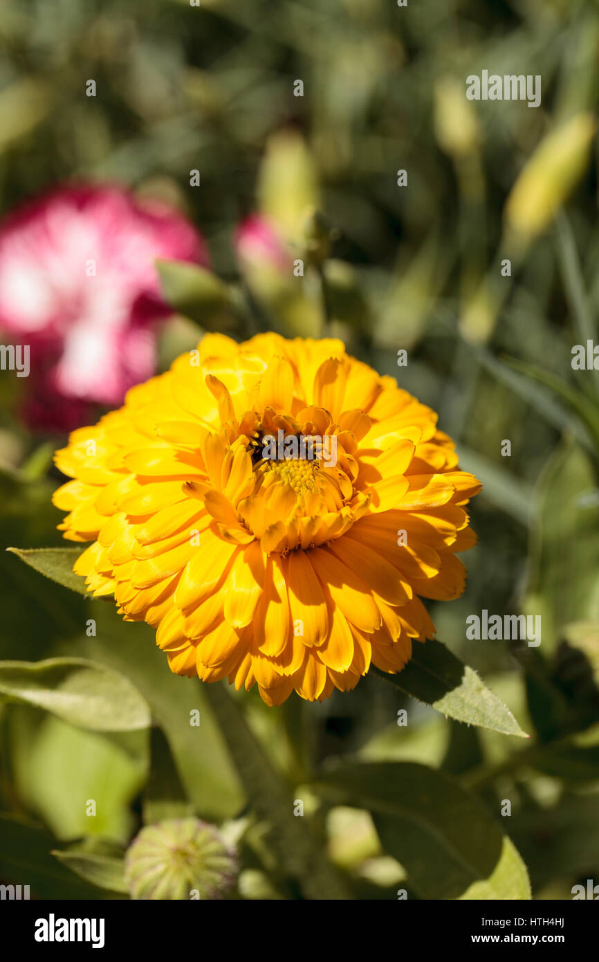 Marigold flower blooms in a botanical garden in spring Stock Photo - Alamy