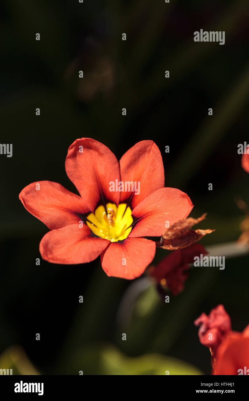 Mariposa lily flower blooms in a botanical garden in spring Stock Photo ...