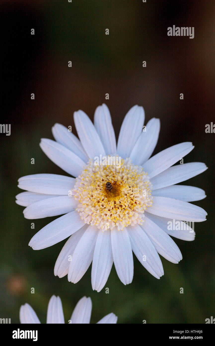 White button daisy blooms in a botanical garden in spring Stock Photo ...