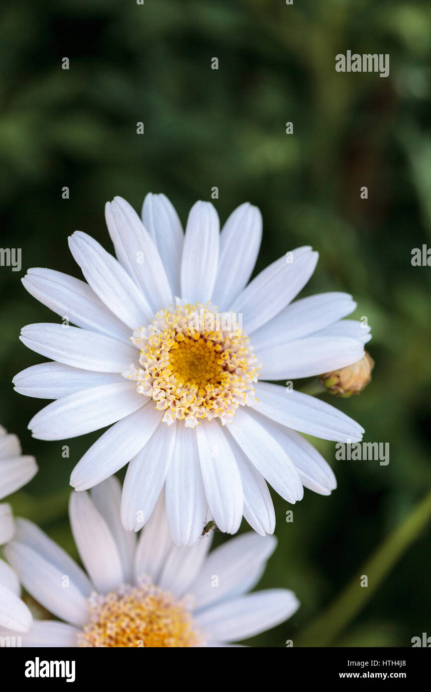 White button daisy blooms in a botanical garden in spring Stock Photo ...