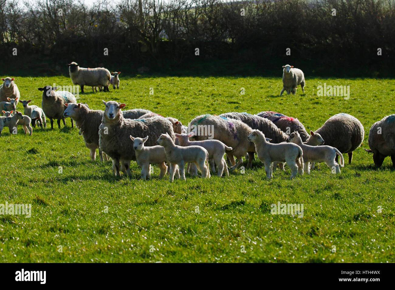 Flock of ewes & lambs enjoying the spring sunshine Stock Photo - Alamy