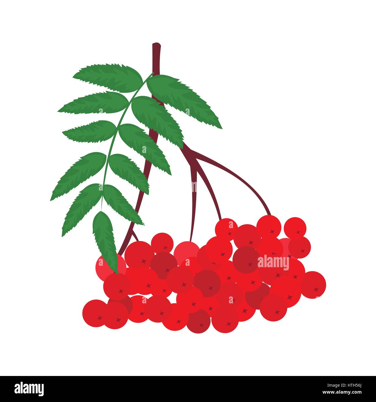 Rowan seeds Stock Vector Images - Alamy