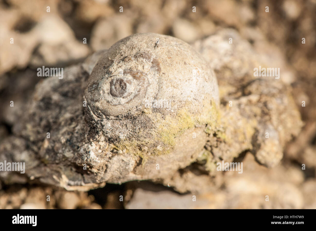 close-up view of marine fossils in the field Stock Photo - Alamy