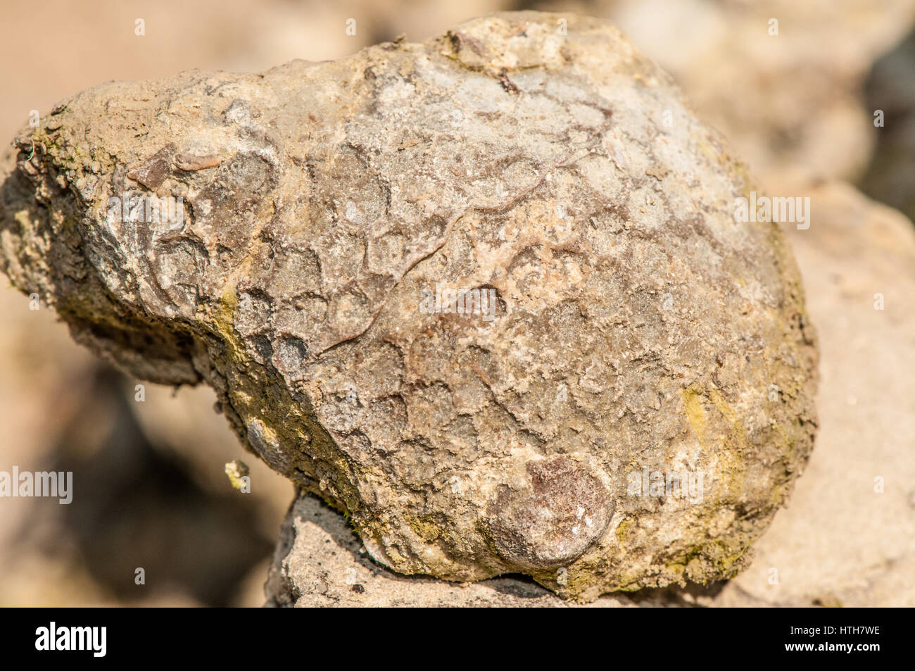close-up view of marine fossils in the field Stock Photo - Alamy