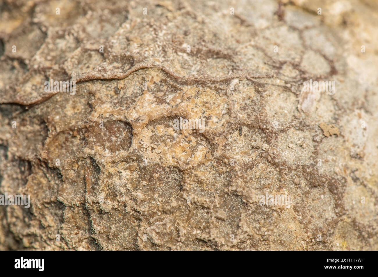 Marine fossils hi-res stock photography and images - Alamy