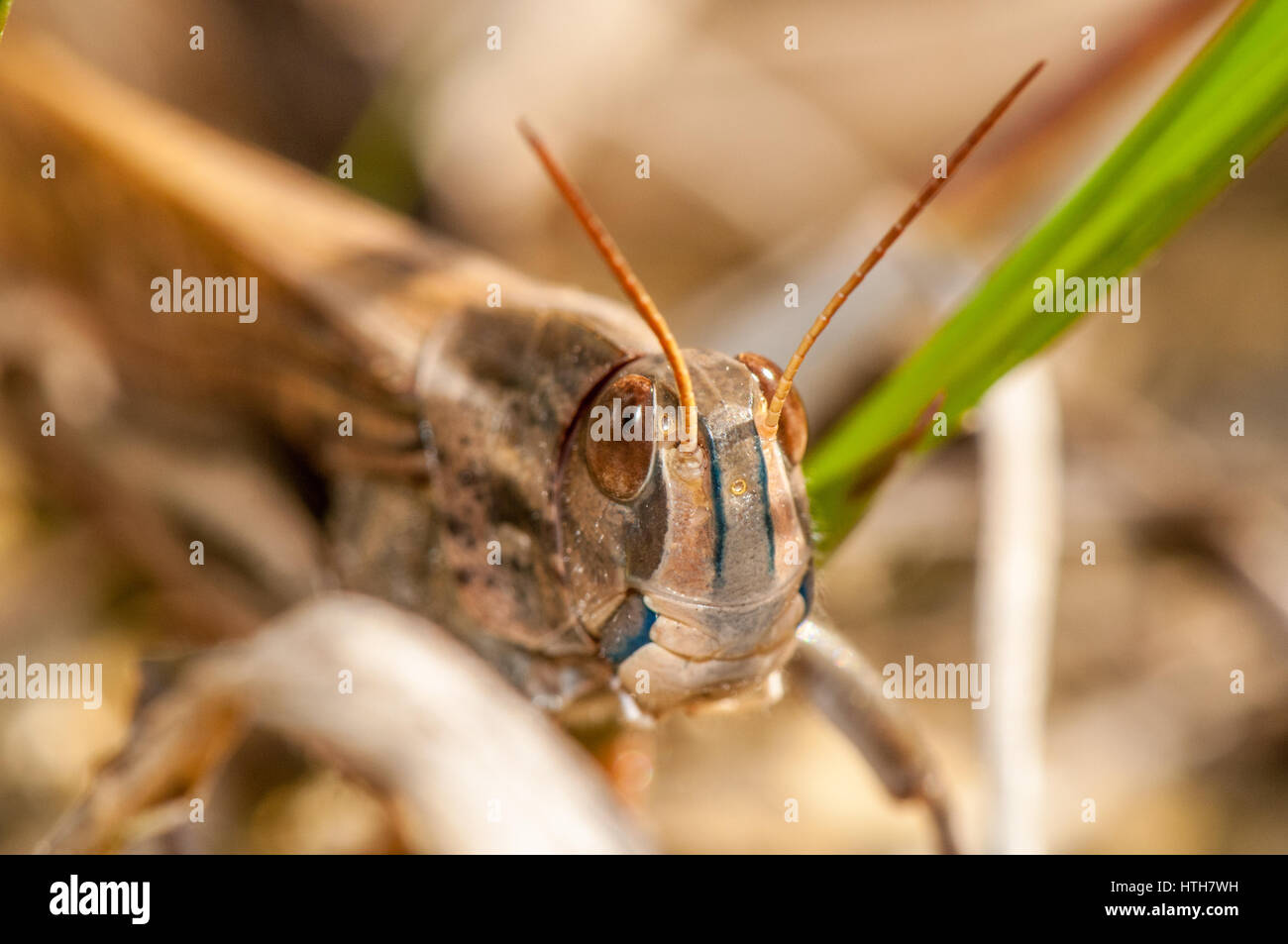 Close up view of an insect (Locusta migratoria cinerascens Stock Photo ...