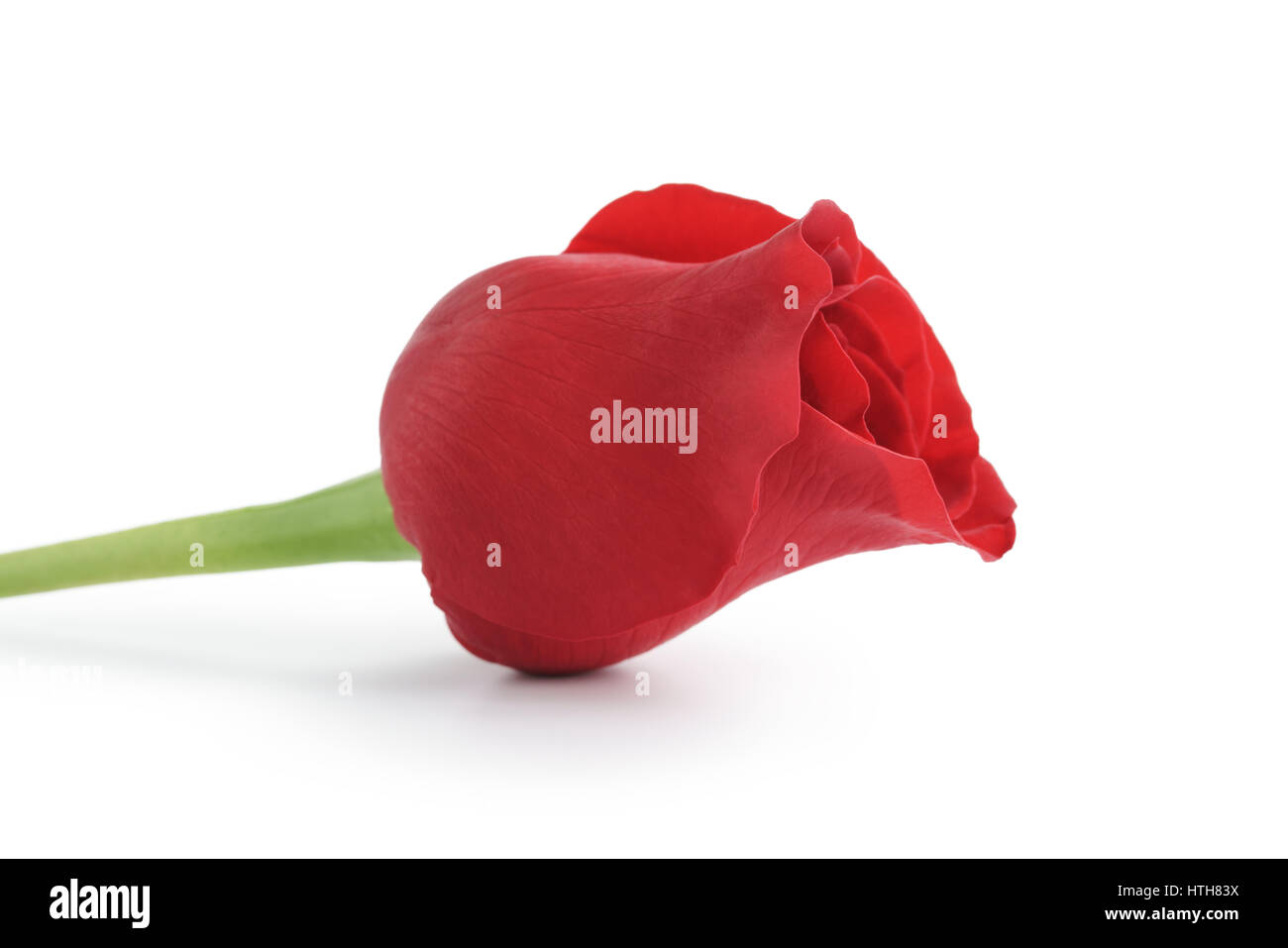 single red rose head isolated on white background Stock Photo - Alamy