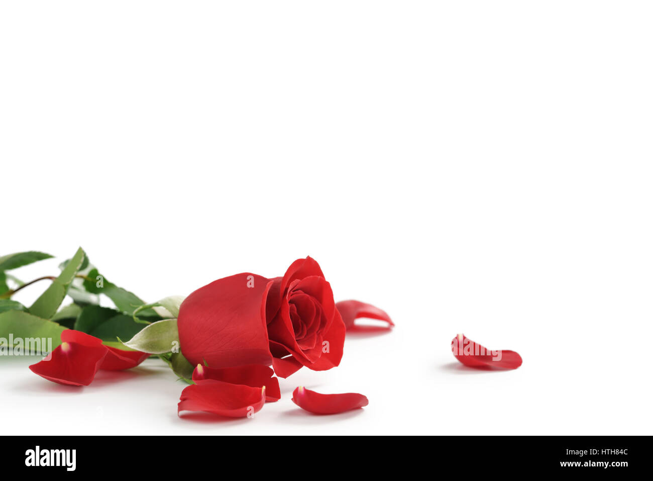 single red rose with petals isolated on white background Stock Photo ...