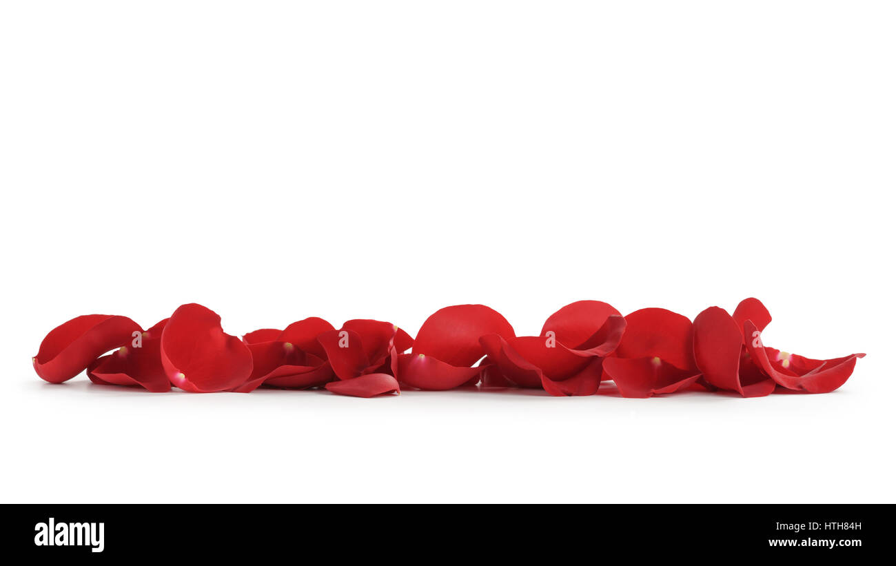 red rose petals in line for border composition, isolated on white ...