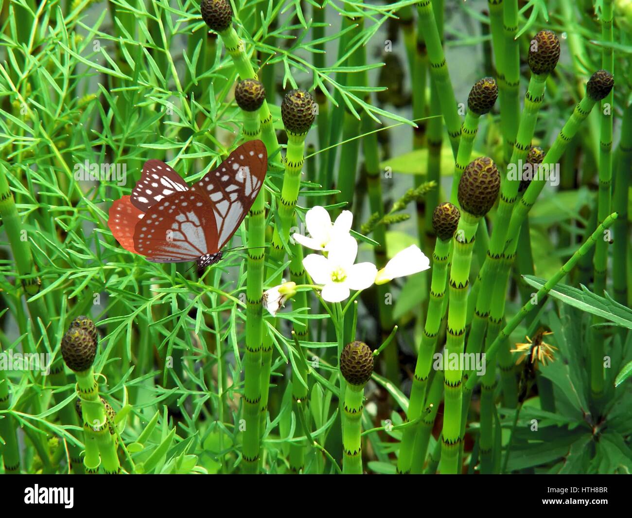 the beautiful butterfly with wings Stock Photo - Alamy