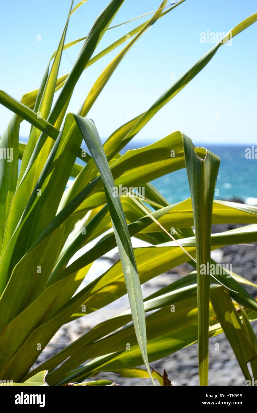 Pandanus palm hi-res stock photography and images - Alamy