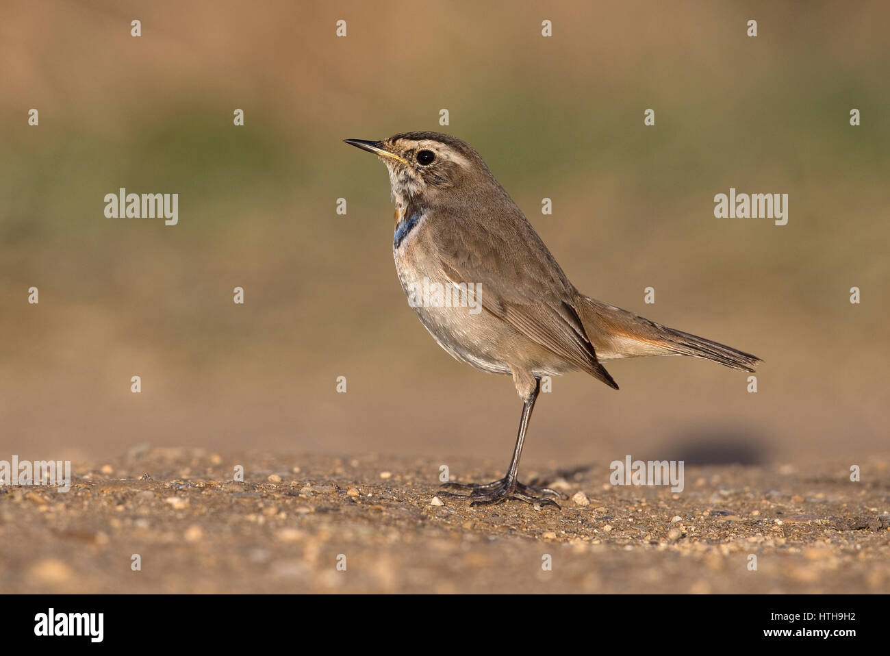 Red-spotted Bluethroat (Luscinia svecica svecica) Lincolnshire GB UK ...