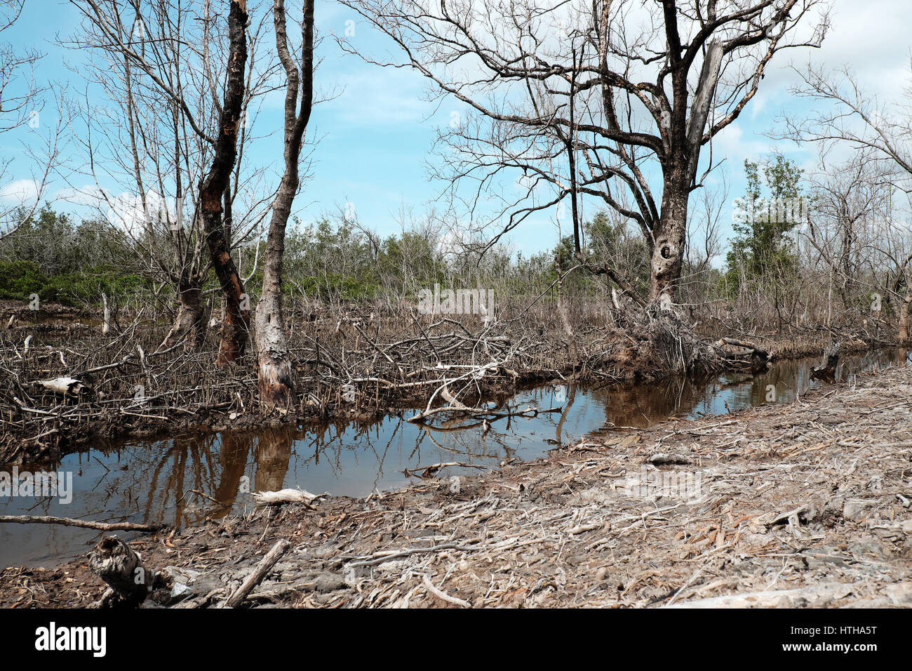 Dry mangrove forest at Ca Mau, Viet Nam, group of dried tree reflect on ...