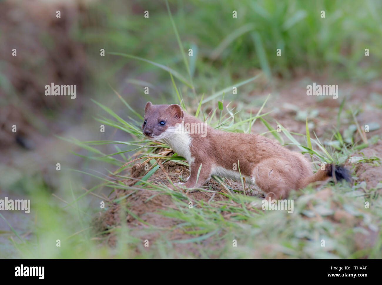 Stoats and weasels hi-res stock photography and images - Alamy