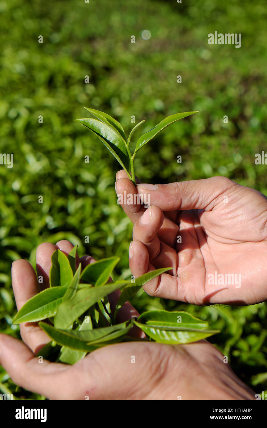 Tea leaf background, man hand pick tea leaves on agriculture plantation ...