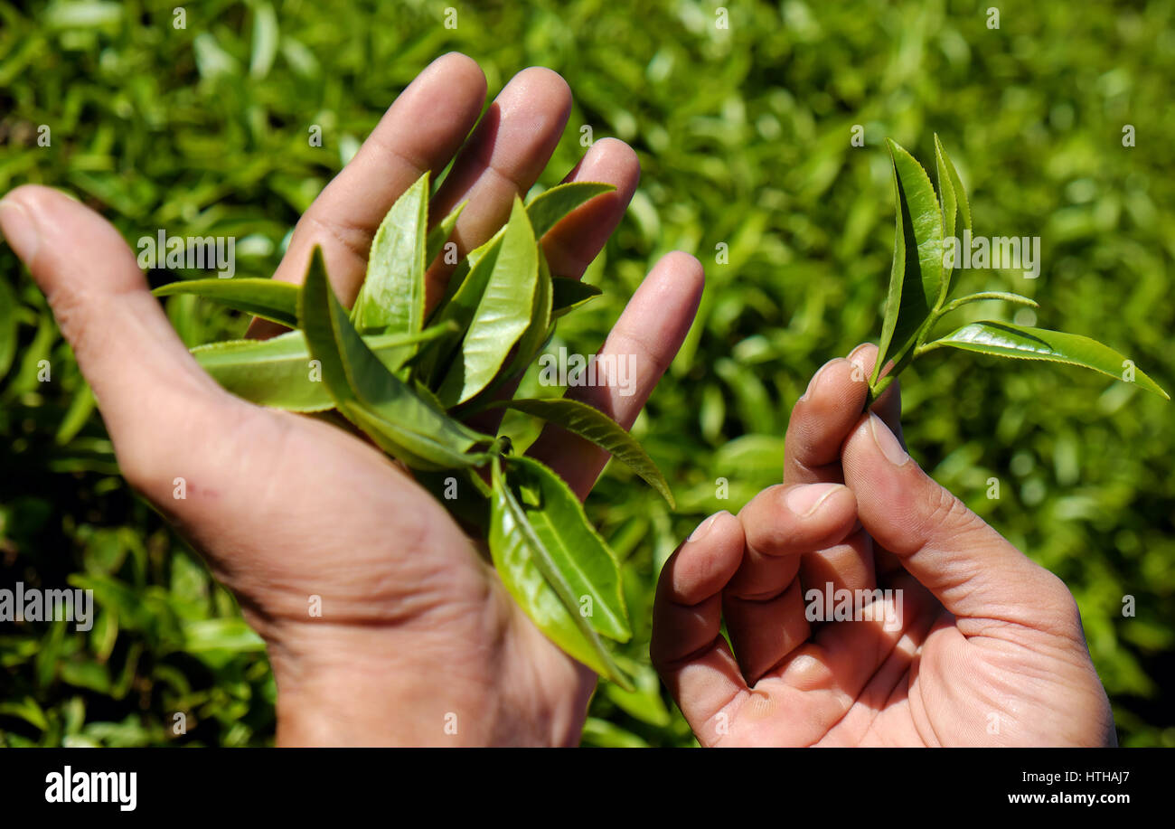 Tea leaf background, man hand pick tea leaves on agriculture plantation ...
