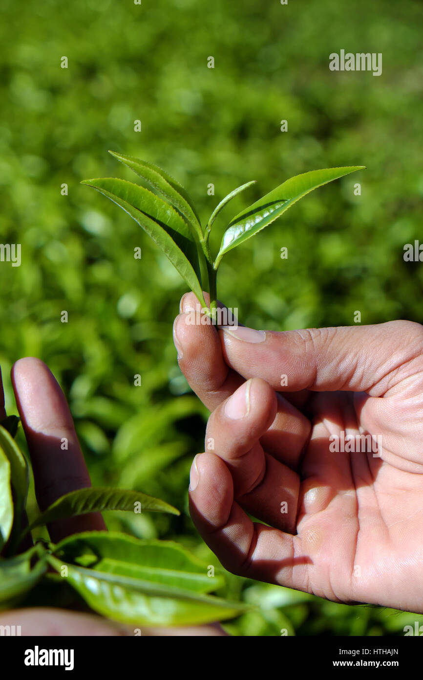 Tea leaf background, man hand pick tea leaves on agriculture plantation ...