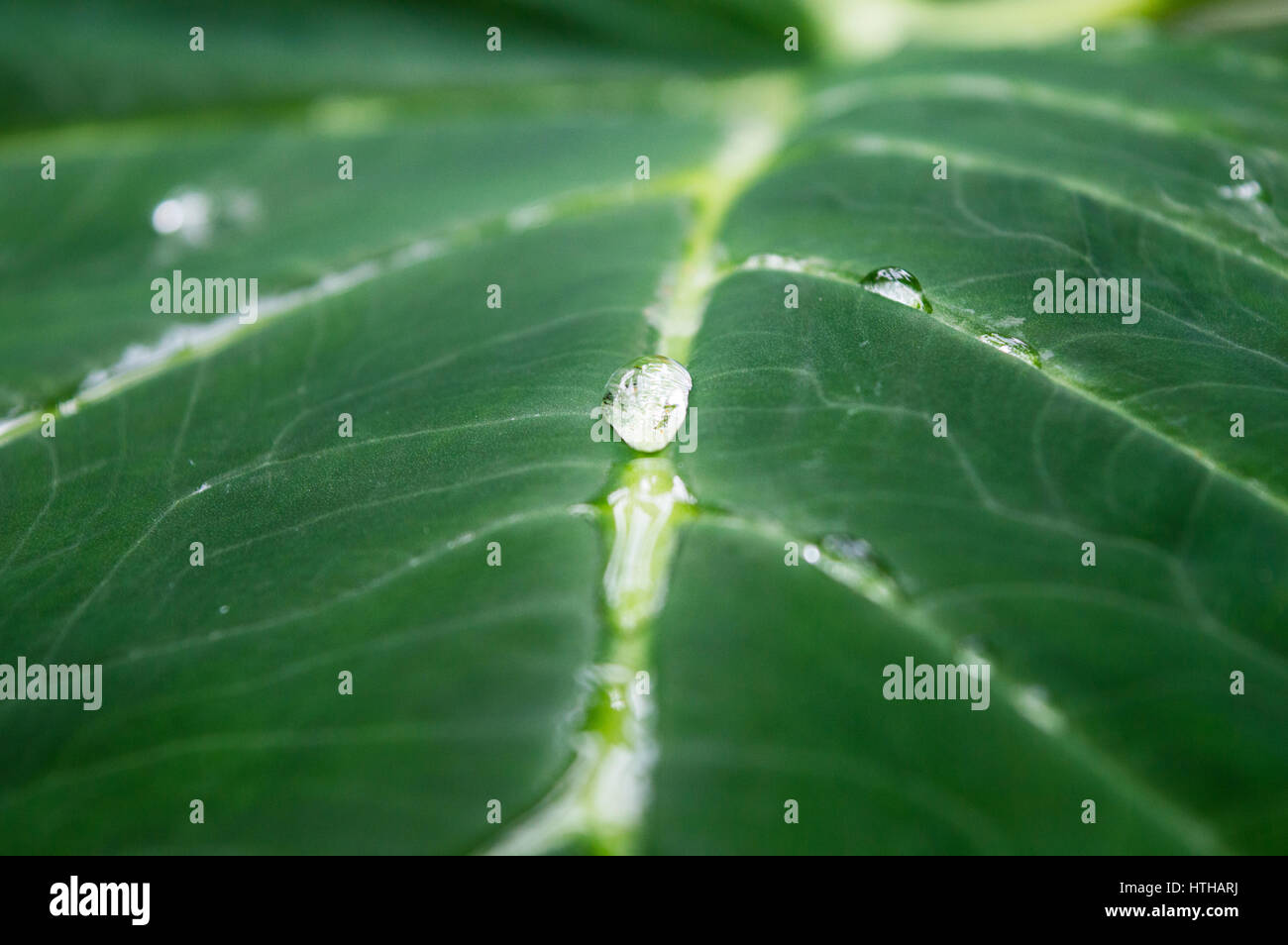 Water Droplets On Leaf Stock Photo - Alamy