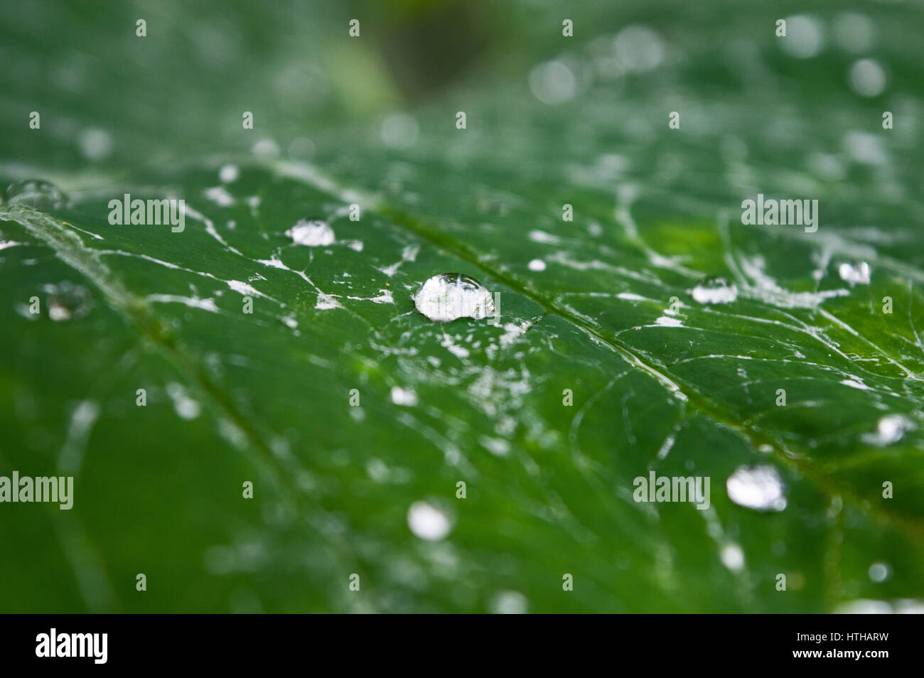 Water Droplets On Leaf Stock Photo - Alamy
