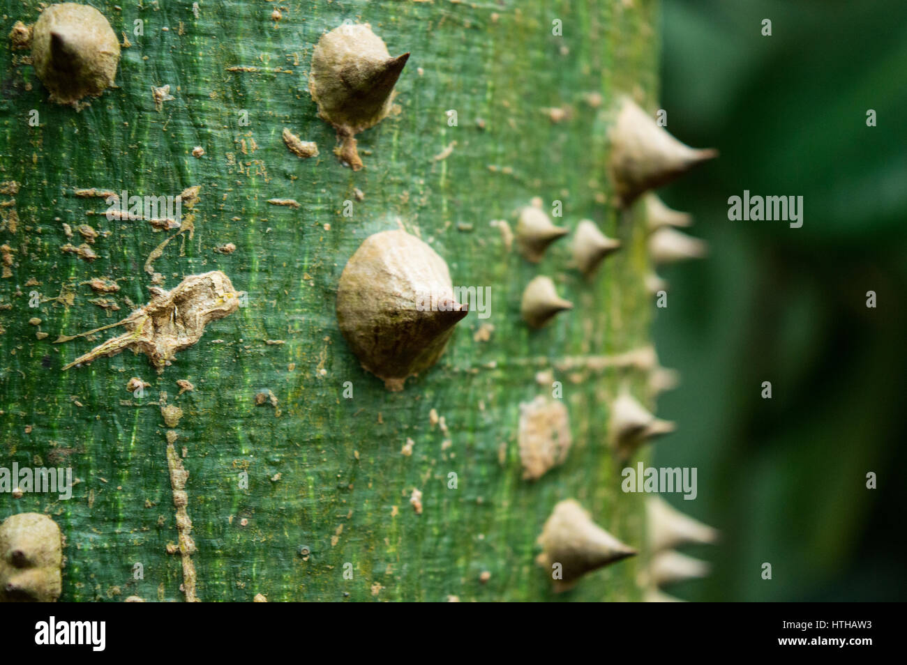 Tropical plants with thorns hi-res stock photography and images - Alamy