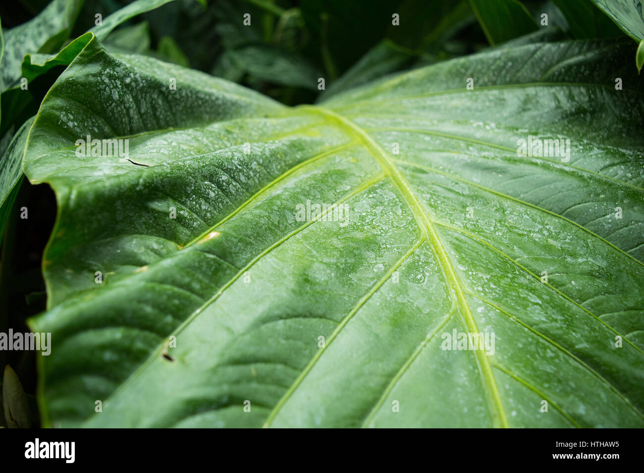 Tropical rainforests and plants hi-res stock photography and images - Alamy