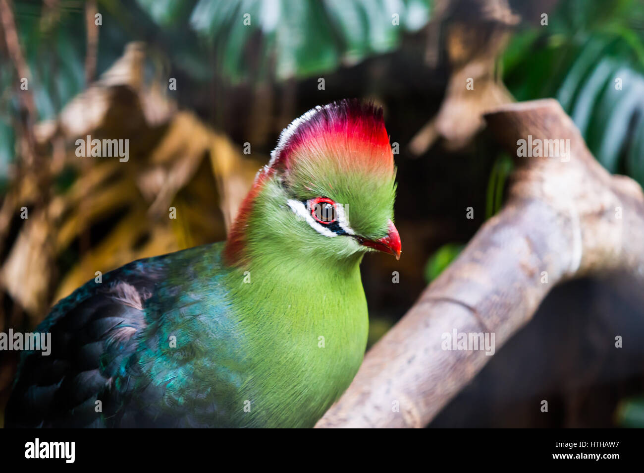 Fancy Bird on Tree Stock Photo - Alamy