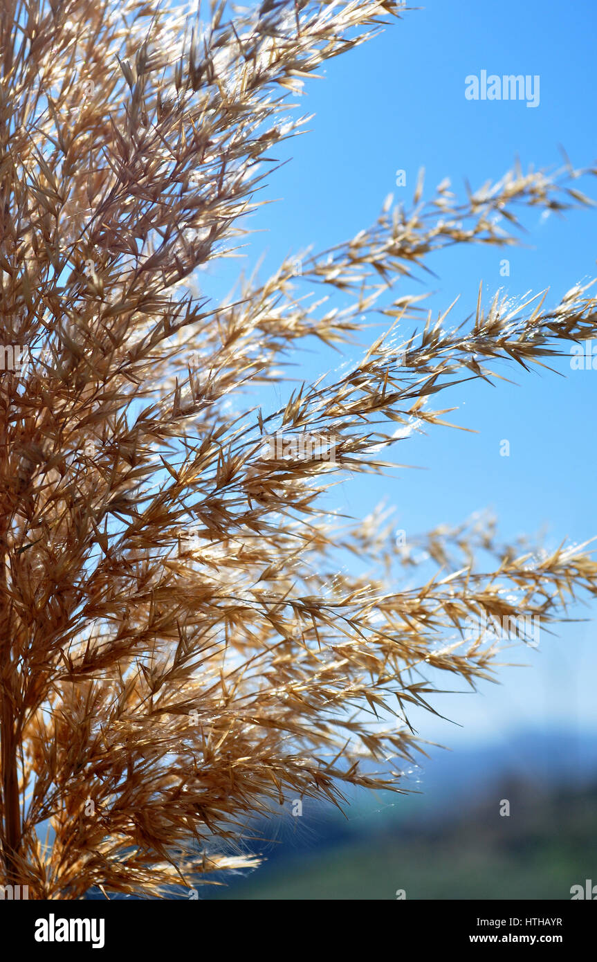 Dry reed bending over water hi-res stock photography and images - Alamy