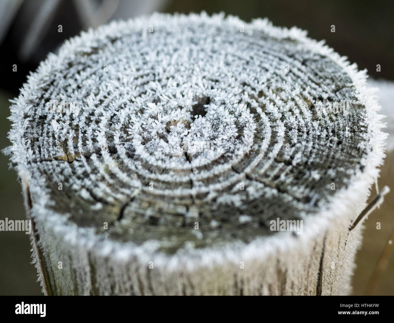 a side view of a cut log post covered in frost crystal ice formation ...