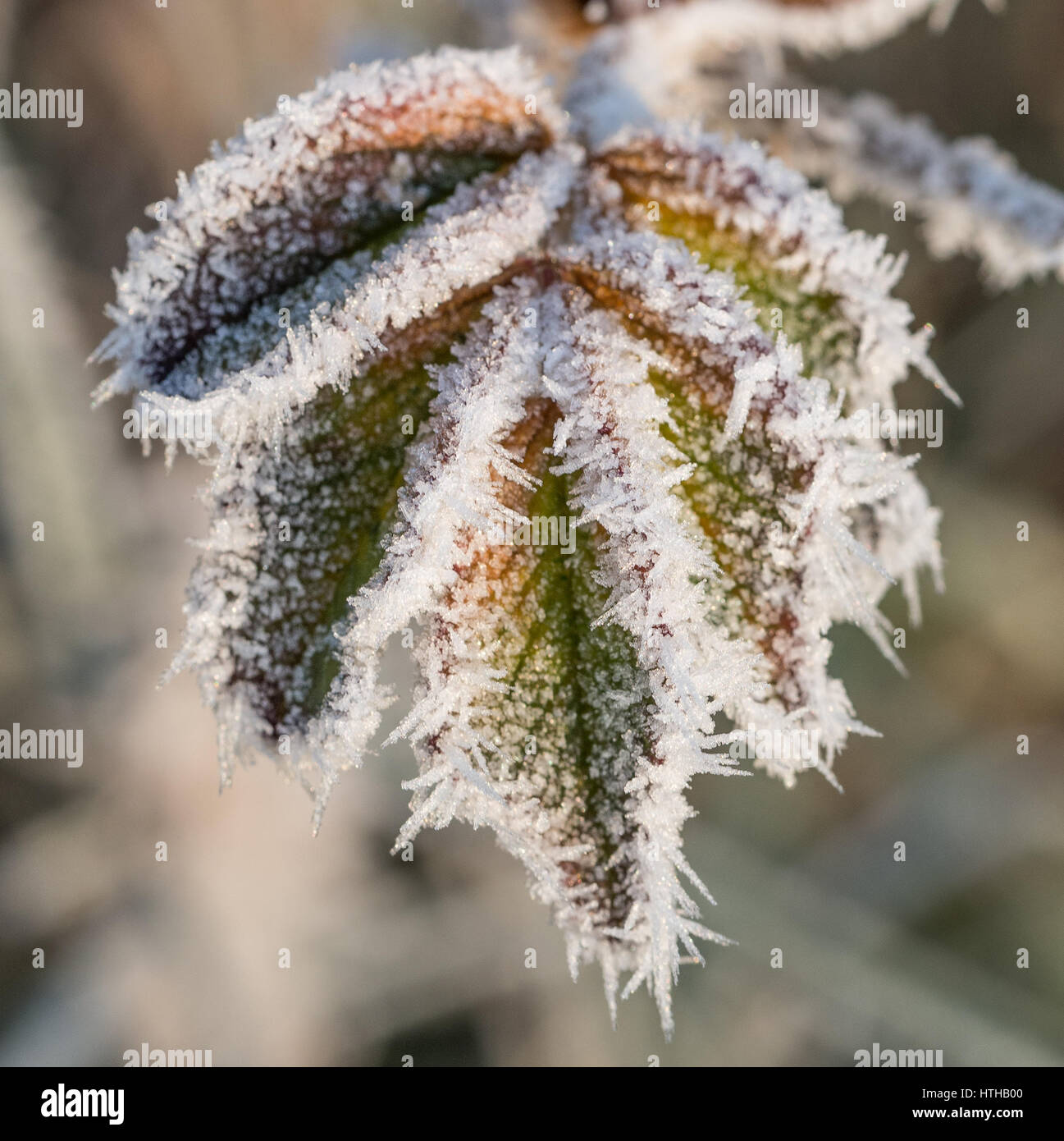 a close up spray of leaves covered in frost crystal ice formation on a ...