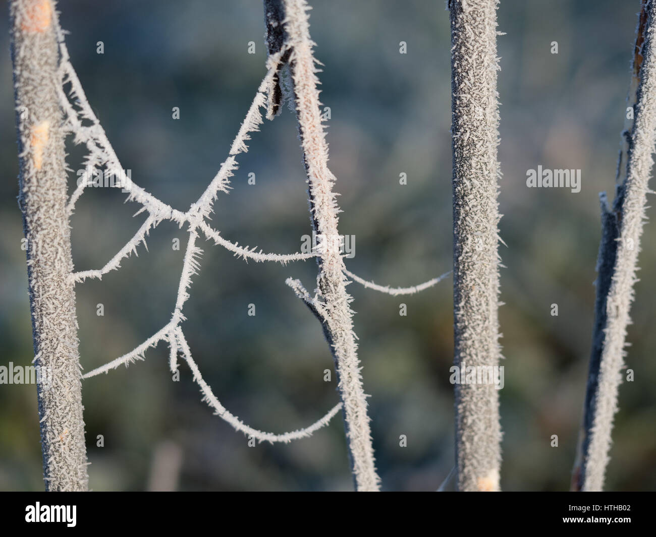 Frost on spider web hi-res stock photography and images - Alamy