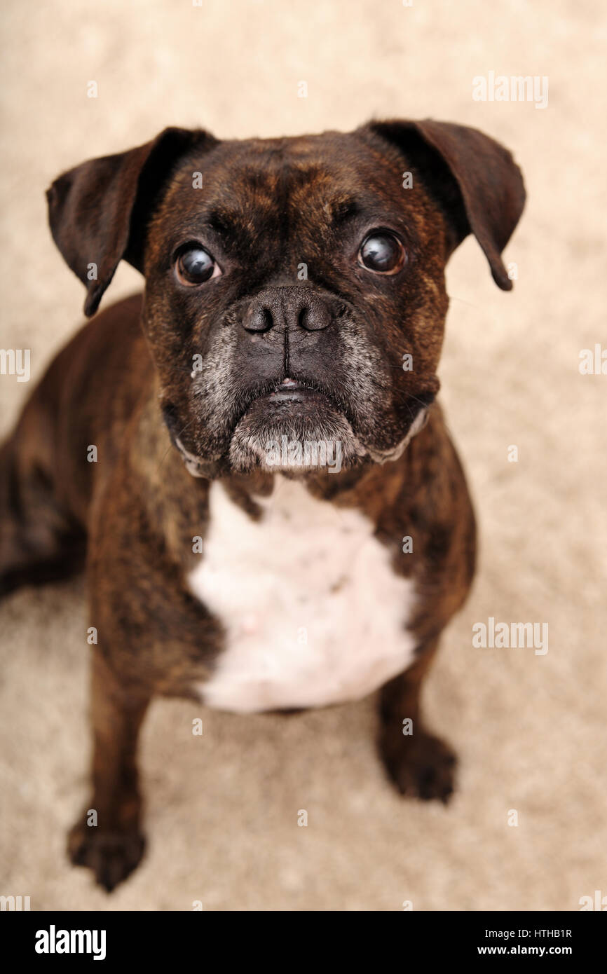 adorable, animal, background, big, brown, boxer, breed, brown, canine ...