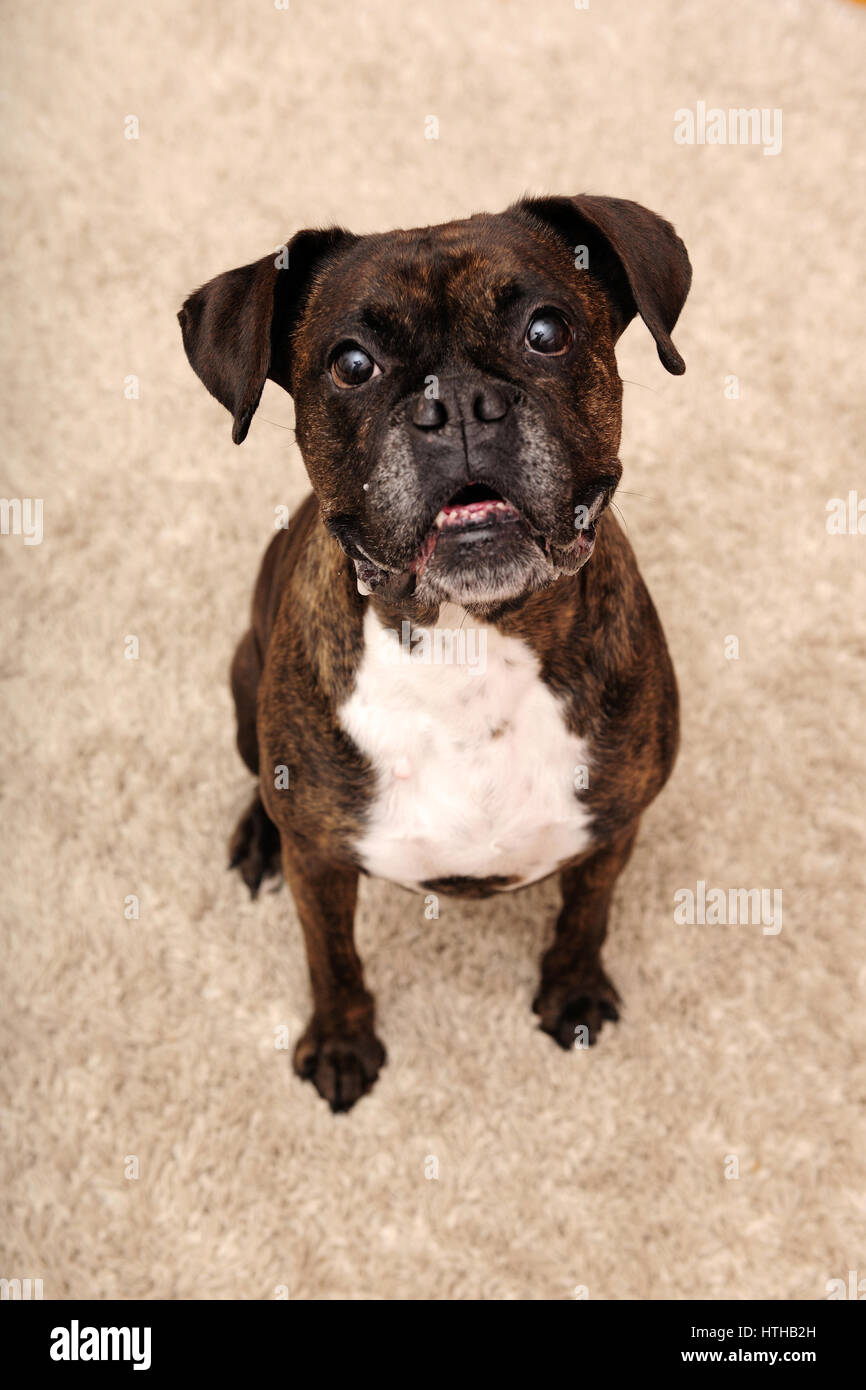 Cute Black Boxer Puppies