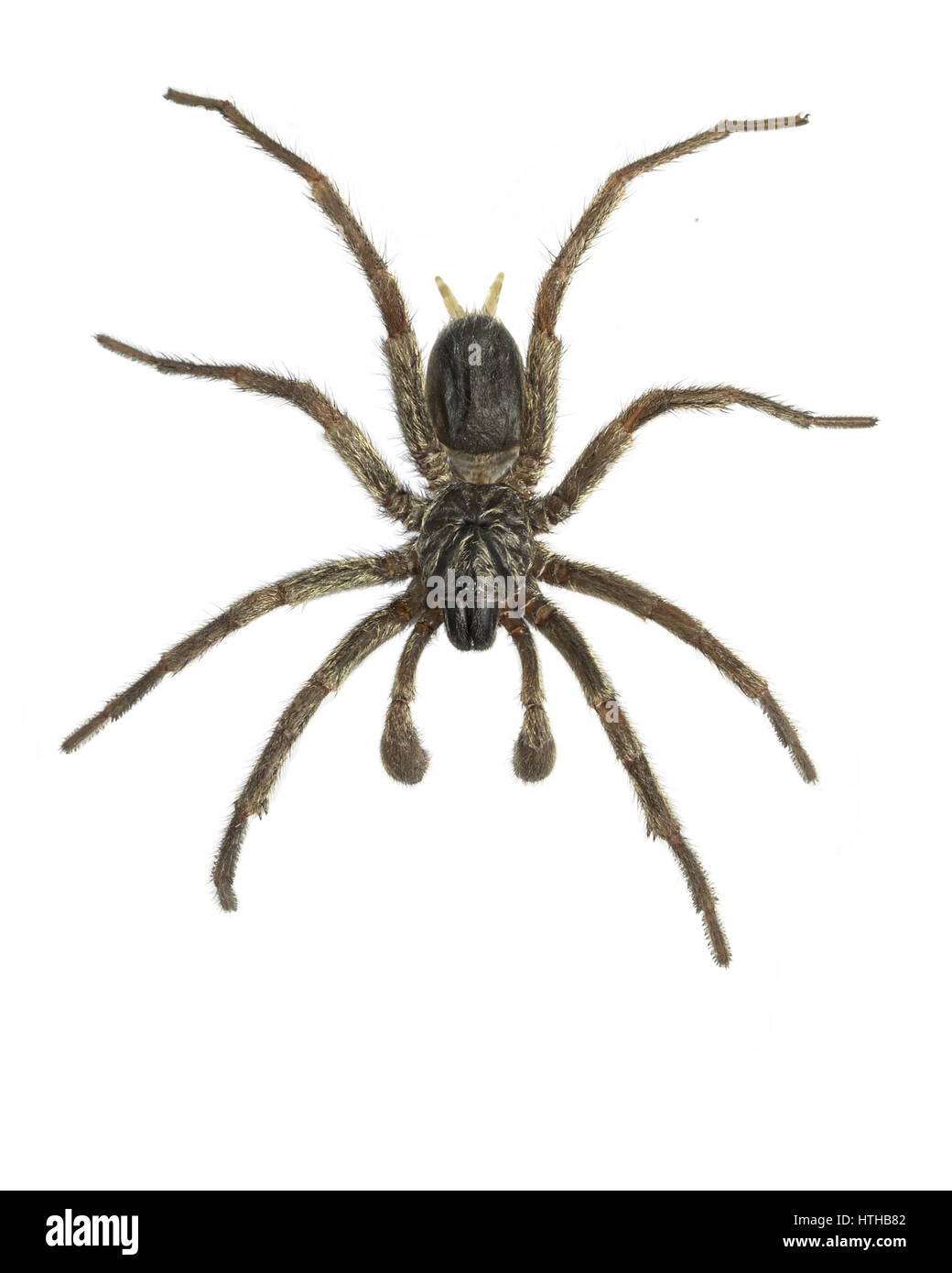 An overhead view of a, dead, Australian, male funnel web spider Stock ...