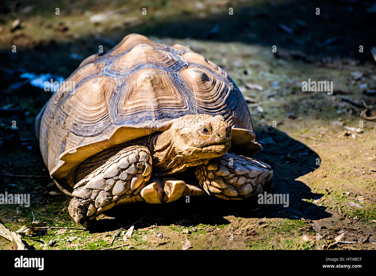 Endemic endangered giant tortoise face head hi-res stock photography ...