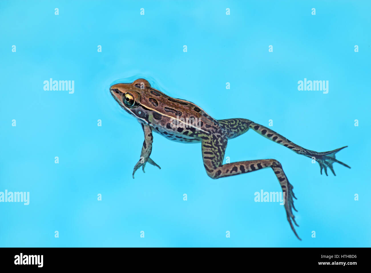Southern leopard frog hi-res stock photography and images - Alamy