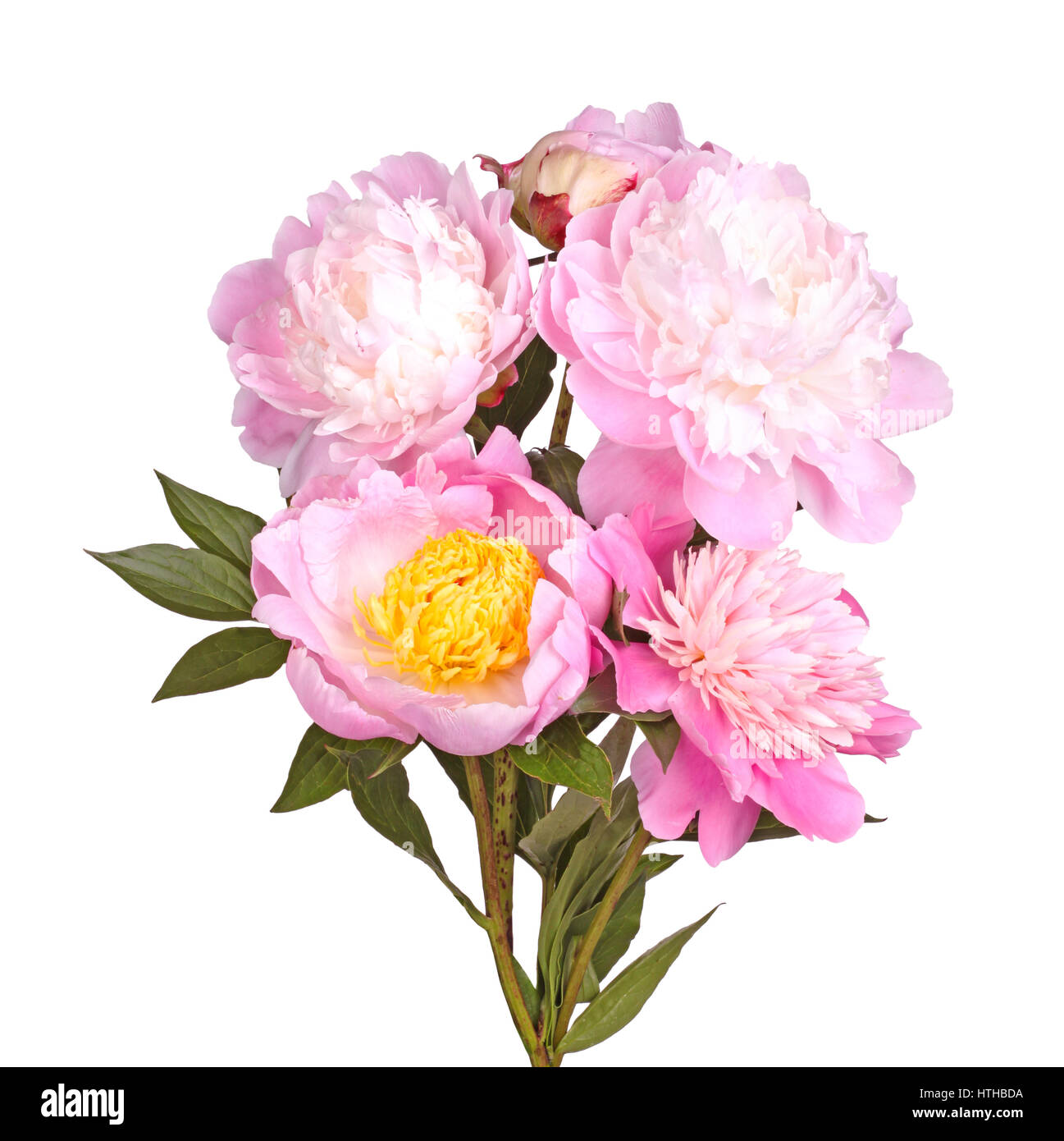 Yellow peonies cutout hi-res stock photography and images - Alamy