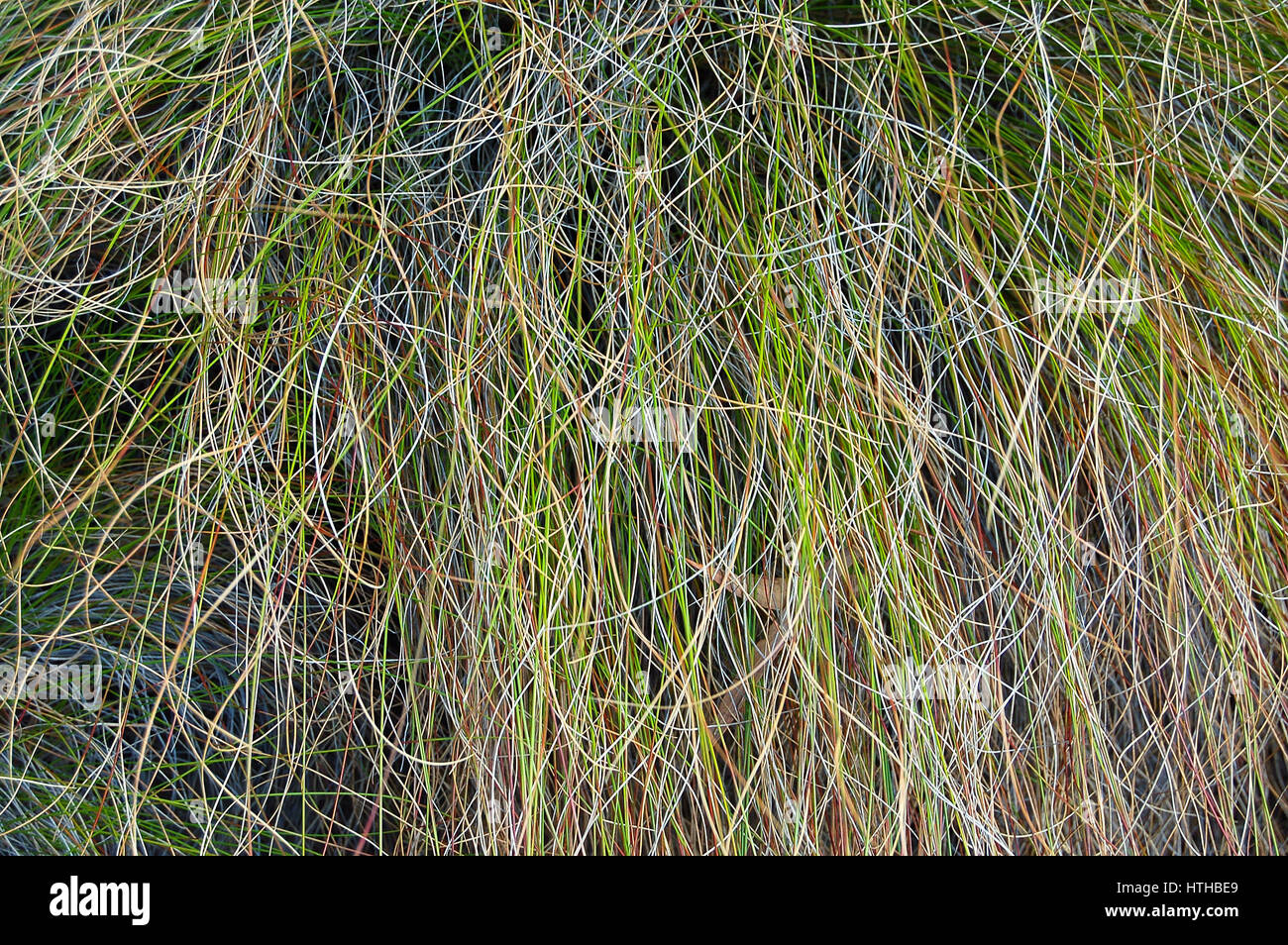 Colorful alpine grass at Mount Buffalo in Victoria, Australia Stock ...